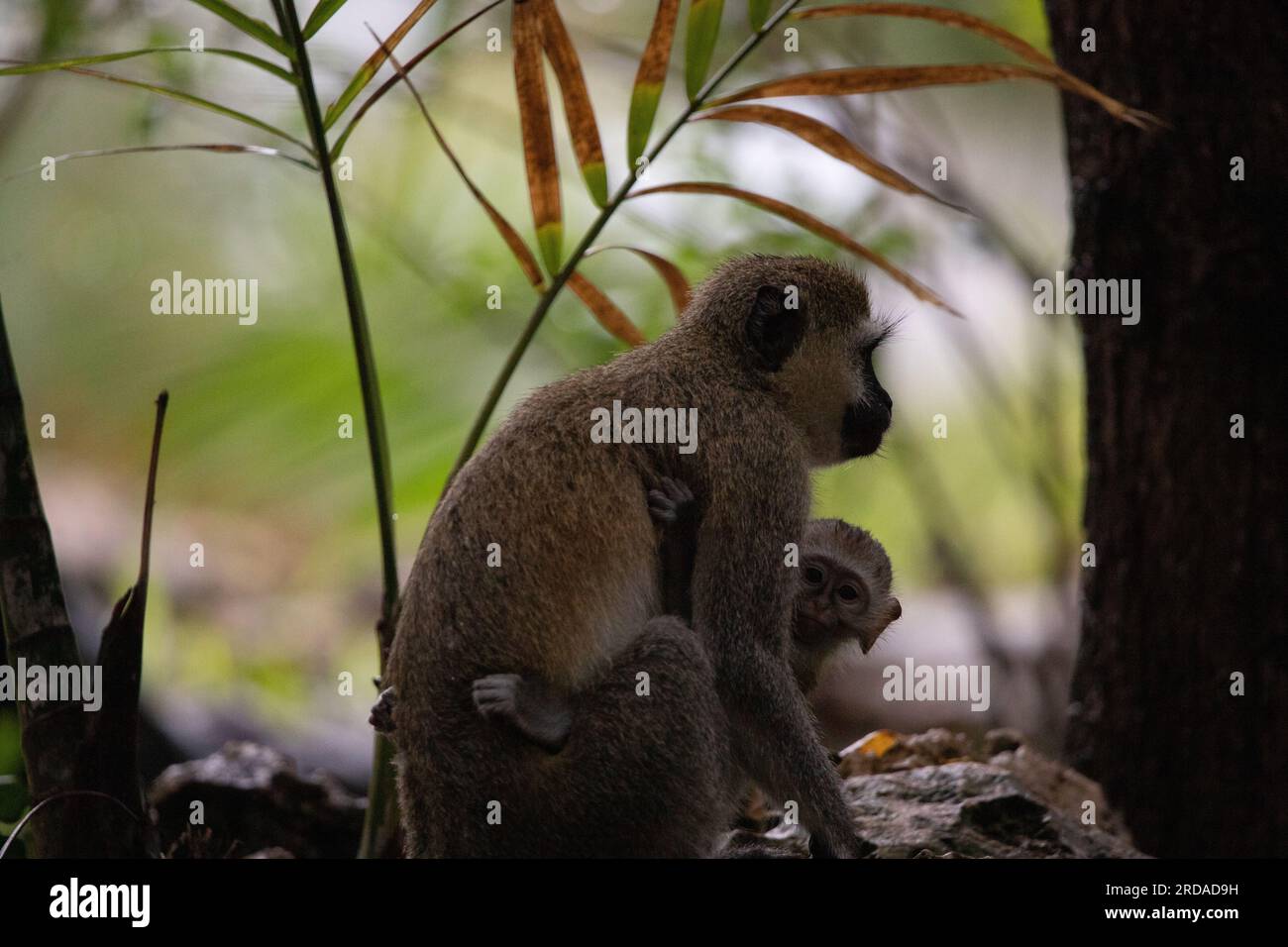 Gang of monkeys in Kenya Africa. Monkeys take over a hotel, Safari ...