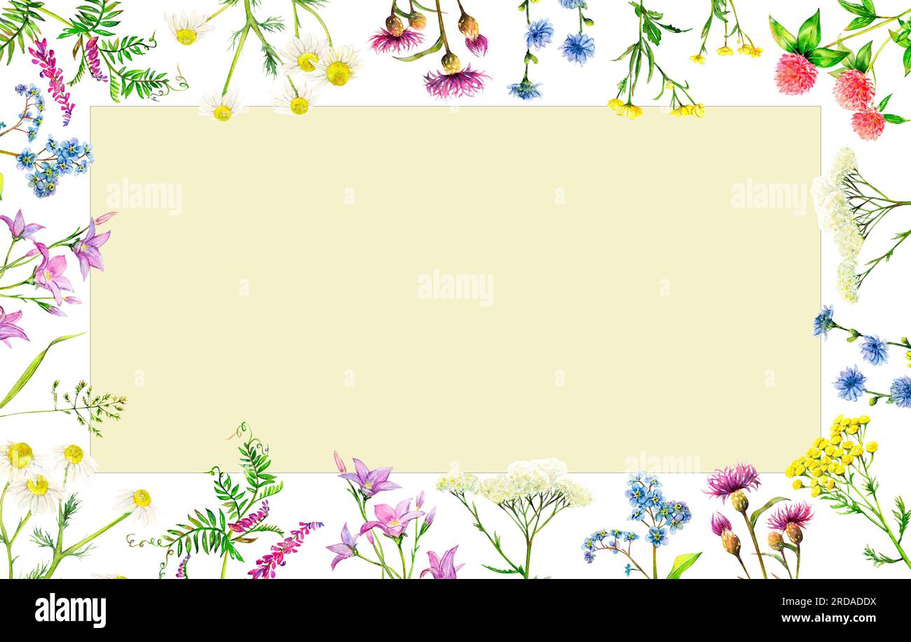 Frame from realistic meadow wildflowers - field bell, clover, yarrow ...