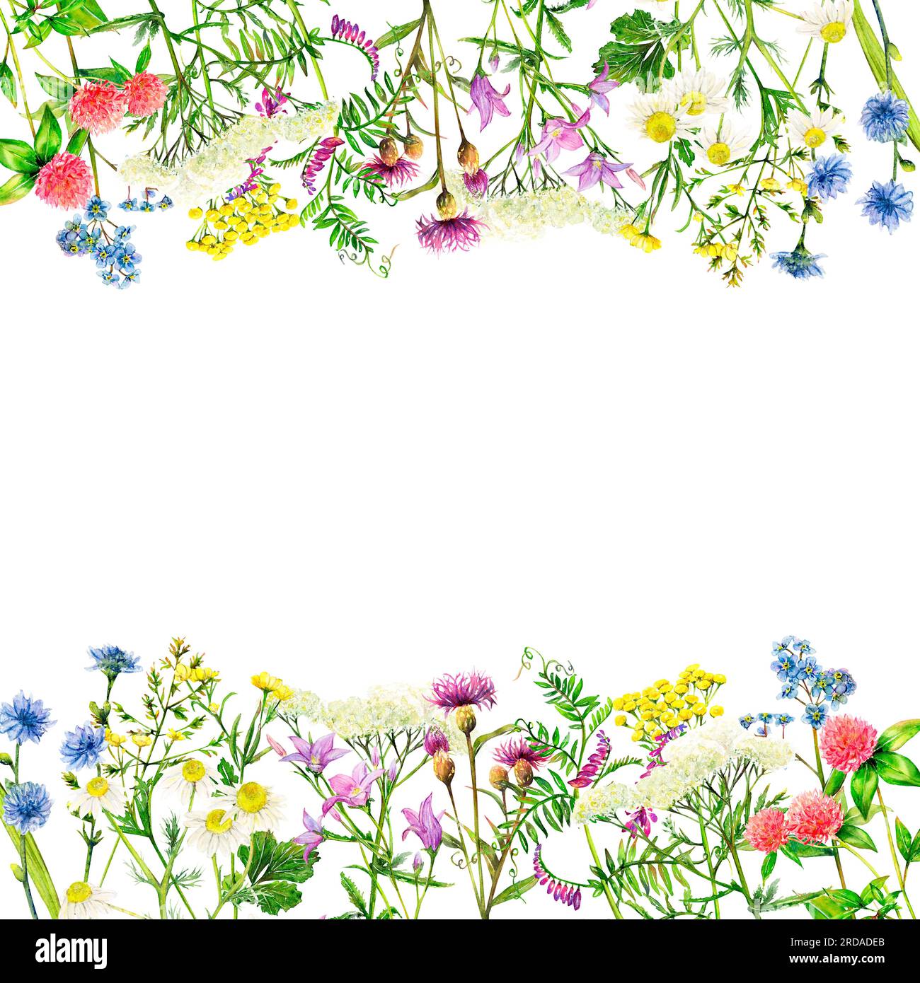 Realistic borders from meadow wildflowers - field bell, clover, yarrow ...