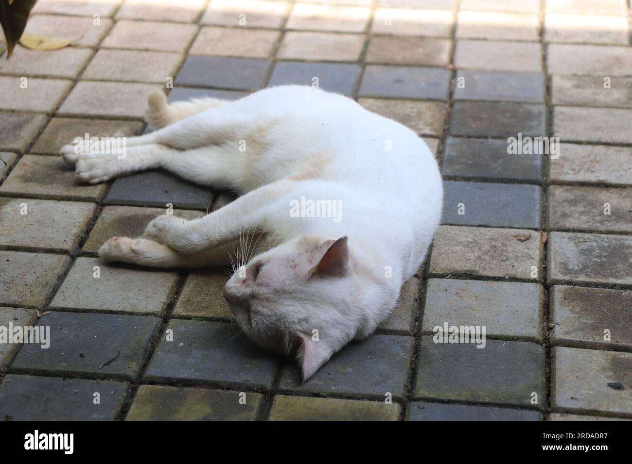 This cat is taking a catnap, getting ready for another day of mischief ...