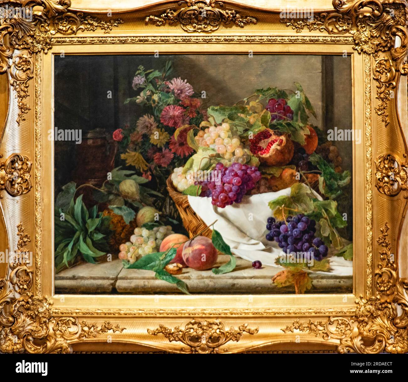 Rosalia amon hi-res stock photography and images - Alamy