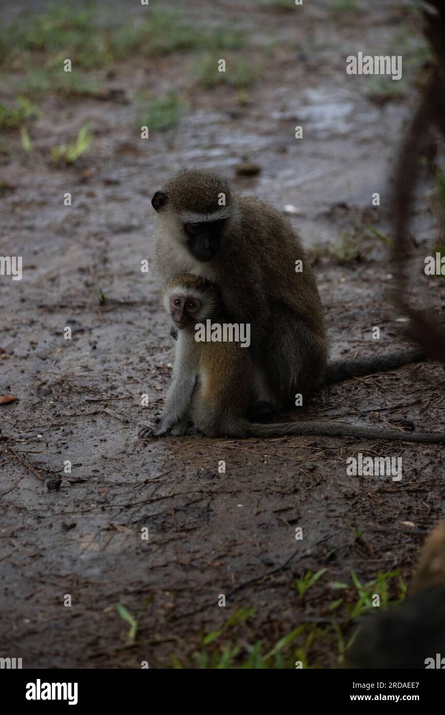 Gang of monkeys in Kenya Africa. Monkeys take over a hotel, Safari ...