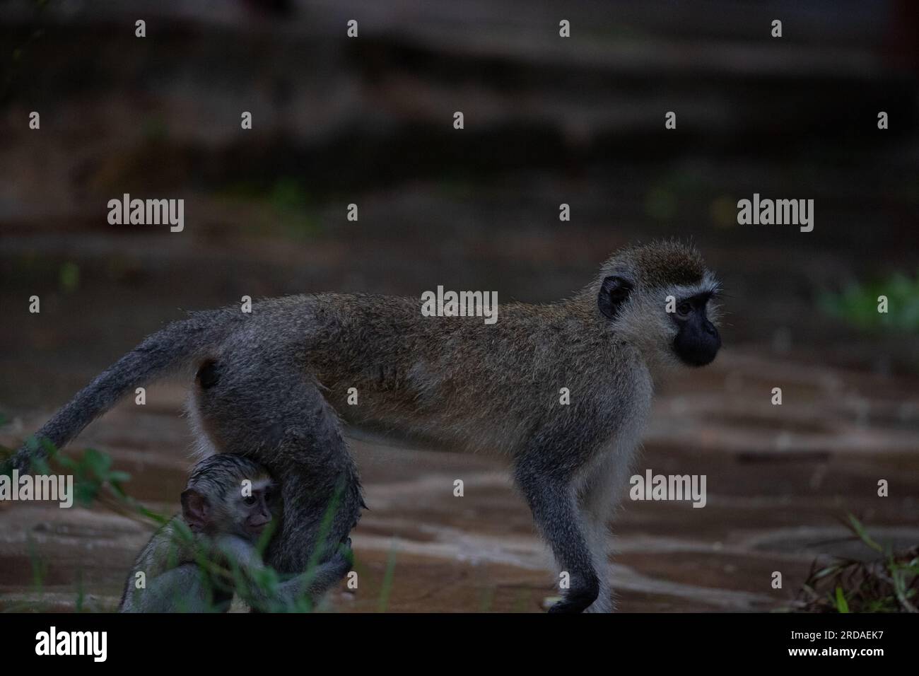Gang of monkeys in Kenya Africa. Monkeys take over a hotel, Safari ...
