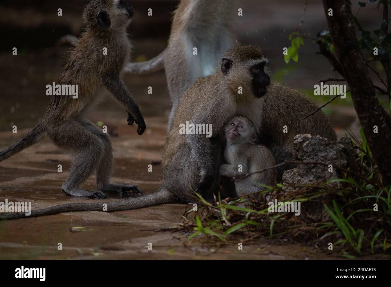 Gang of monkeys in Kenya Africa. Monkeys take over a hotel, Safari ...