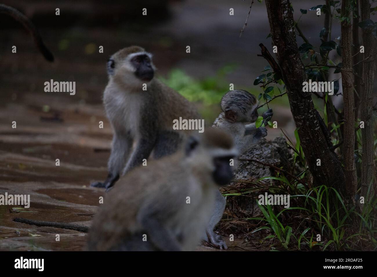 Gang of monkeys in Kenya Africa. Monkeys take over a hotel, Safari ...