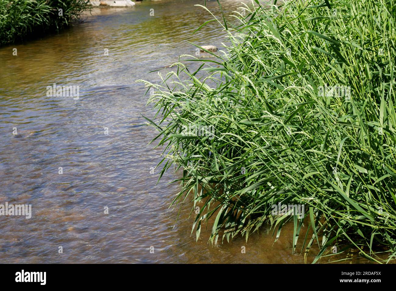 photo of a green bush growing next to a river close up Stock Photo - Alamy