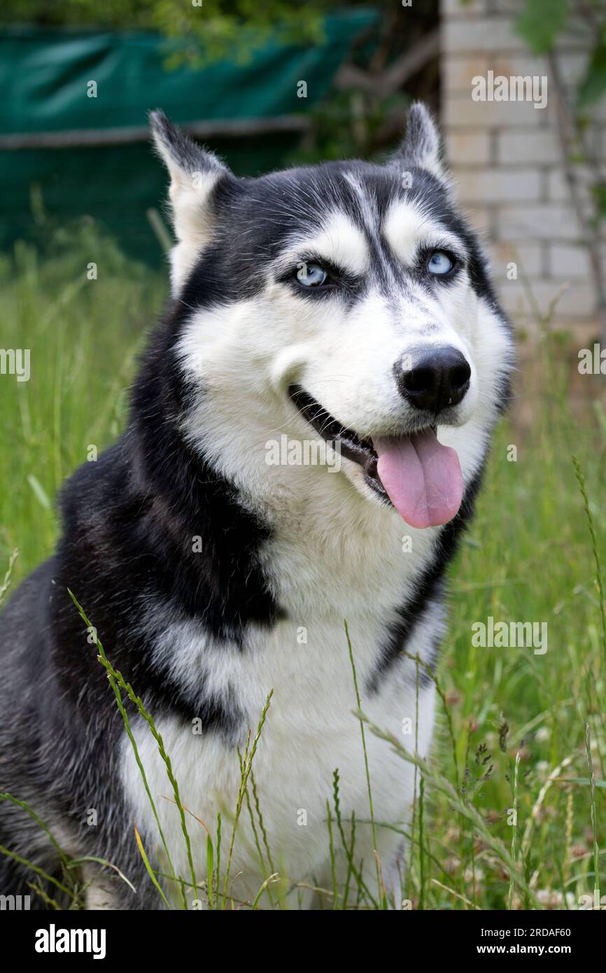 photo Siberian Husky sitting outside on the grass with his tongue out ...