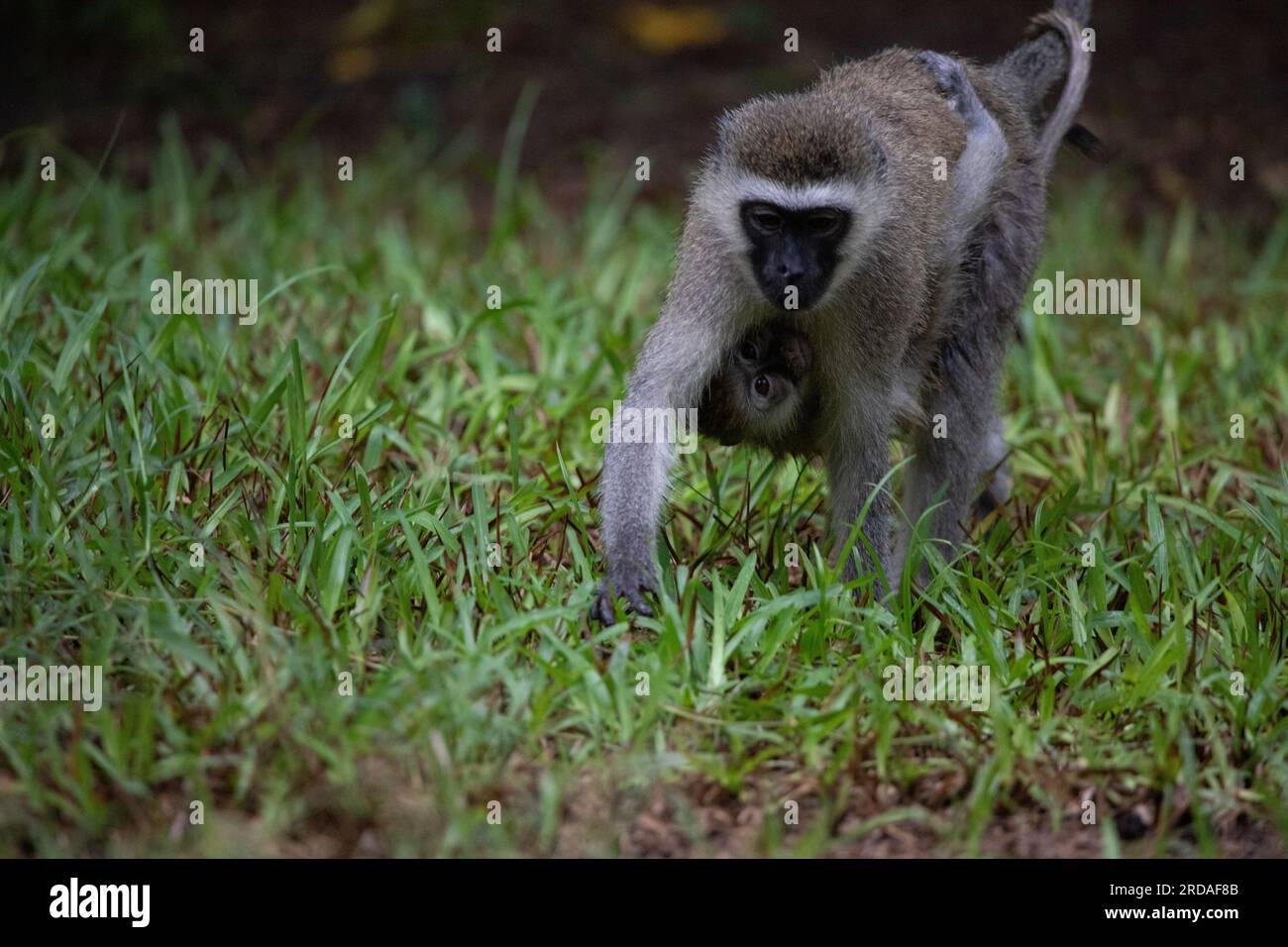 Gang of monkeys in Kenya Africa. Monkeys take over a hotel, Safari ...