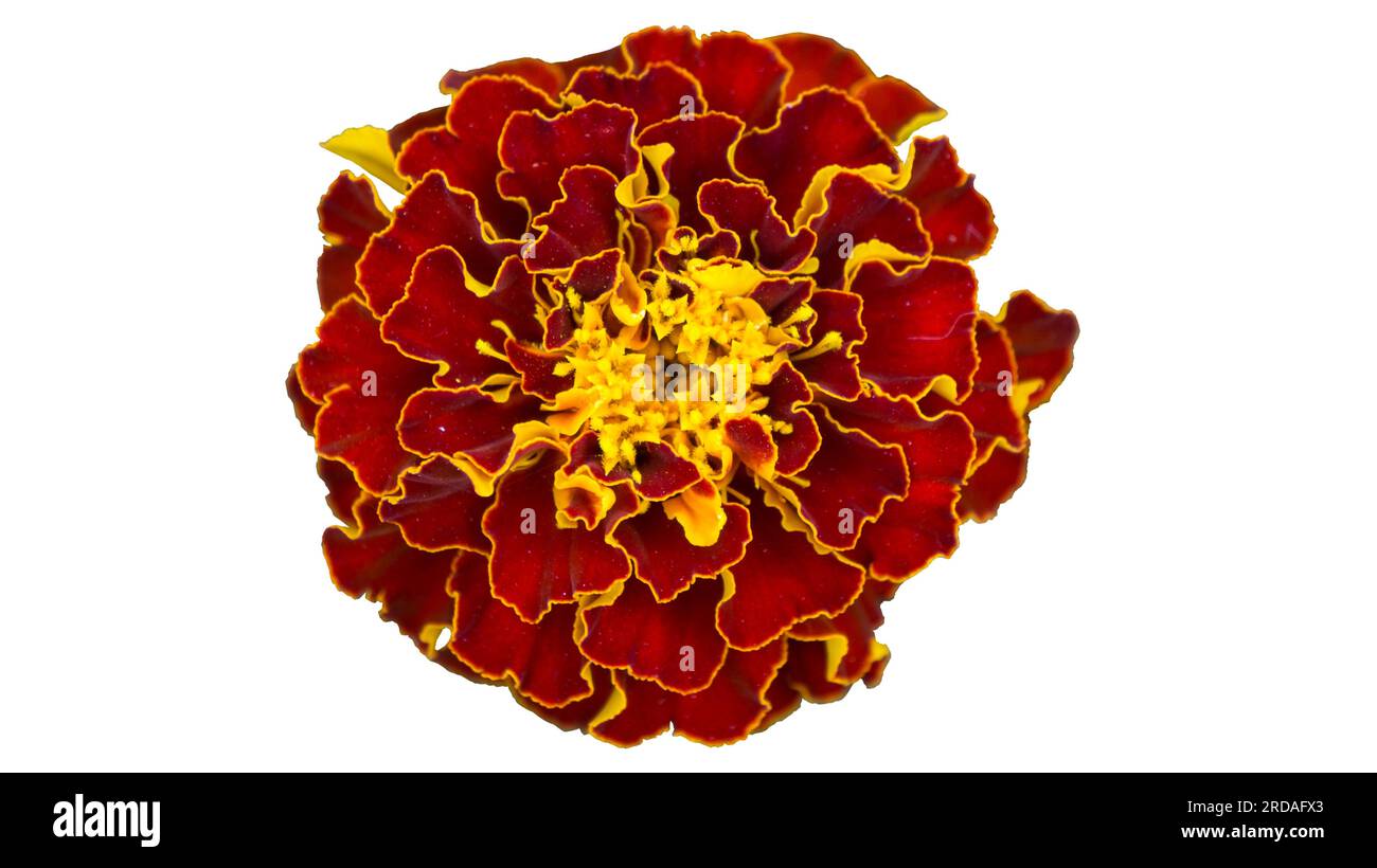 One French marigold red and orange flower isolated on white Stock Photo ...