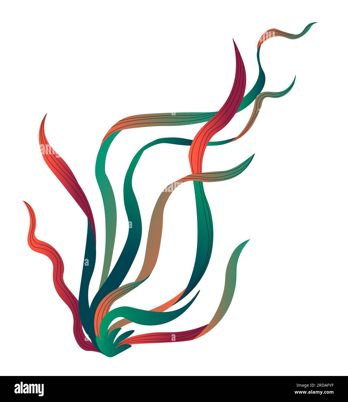 Seagrass leaves with algae hi-res stock photography and images - Alamy