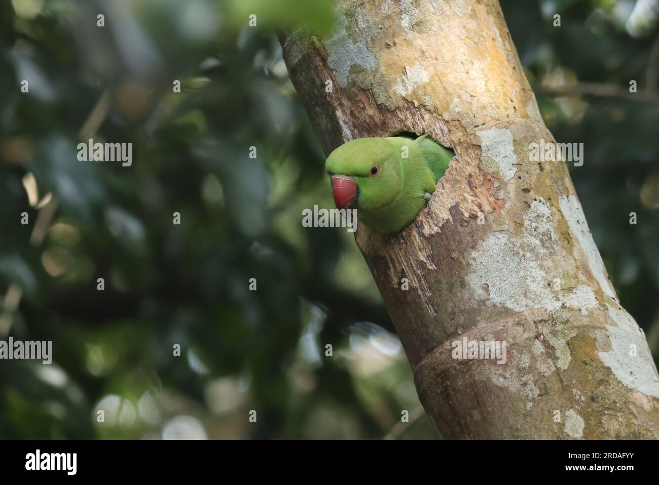 Inquisitive eyes, the parrot explores the world with boundless ...