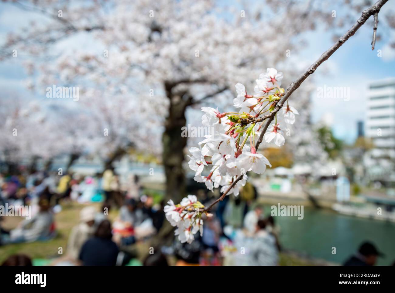 Out-of-focus people enjoying Hanami picnic, traditional picnic under the blossoming cherry trees ...