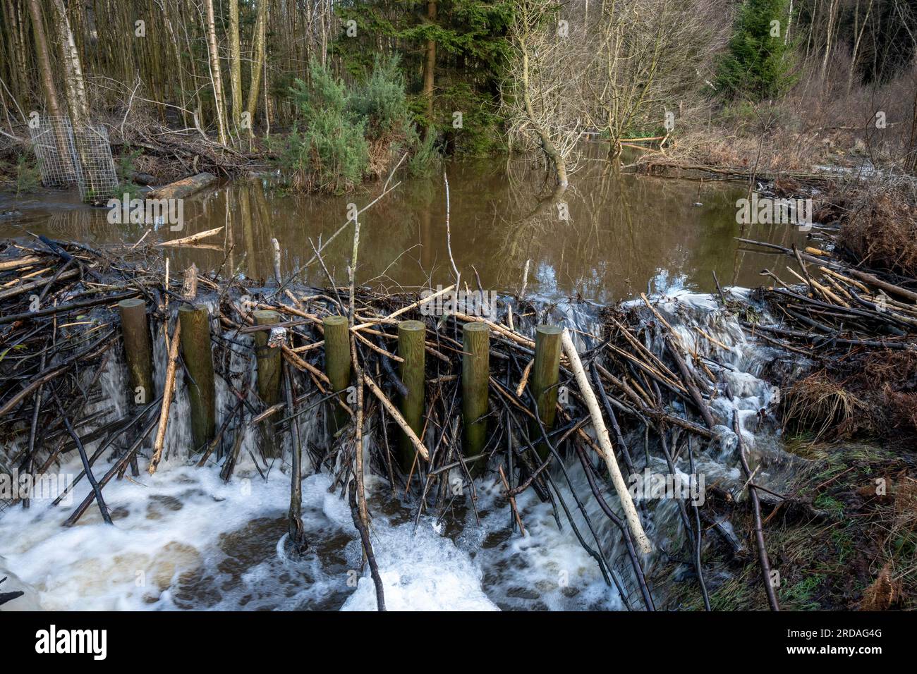 A dam built by the beavers on Sutherland Beck in Cropton forest Stock ...