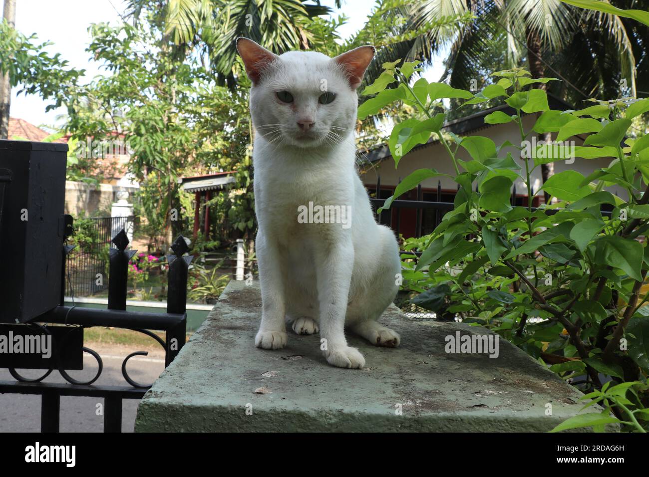 Paws perfectly placed, the sitting cat embraces the art of relaxation ...