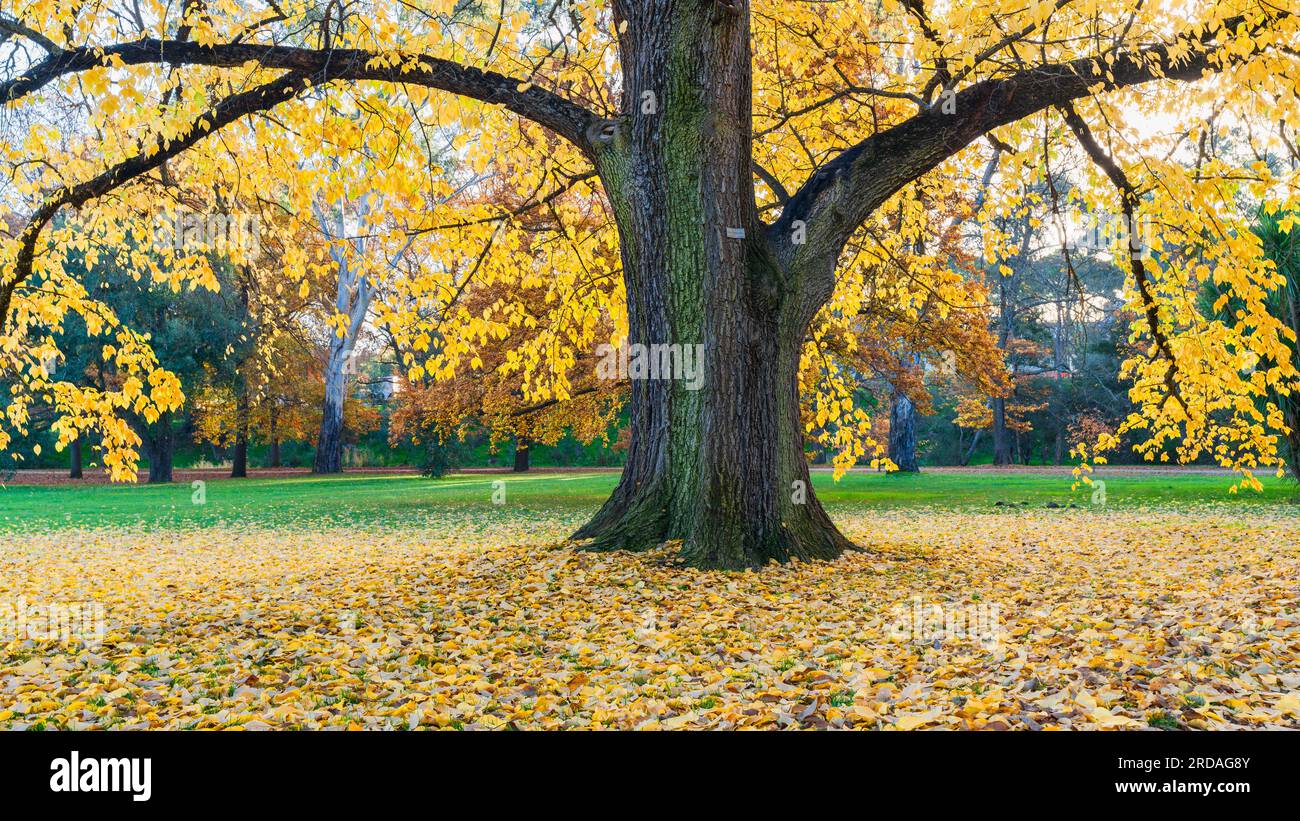Large trees in a park in Autumn with bright yellow leaves covering the ...