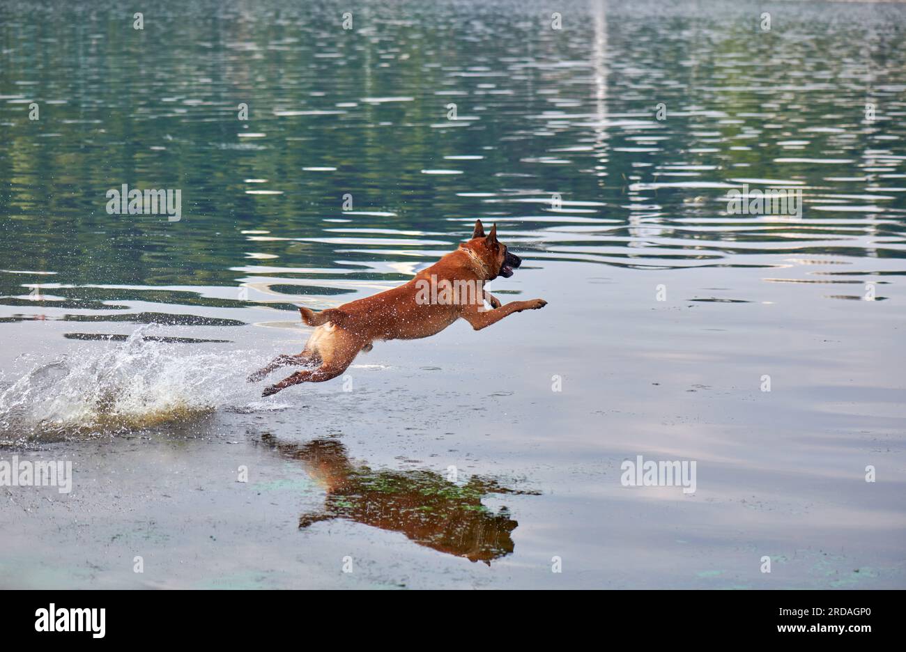 Belgian Shepherd Malinois dog jumping in the river Stock Photo - Alamy