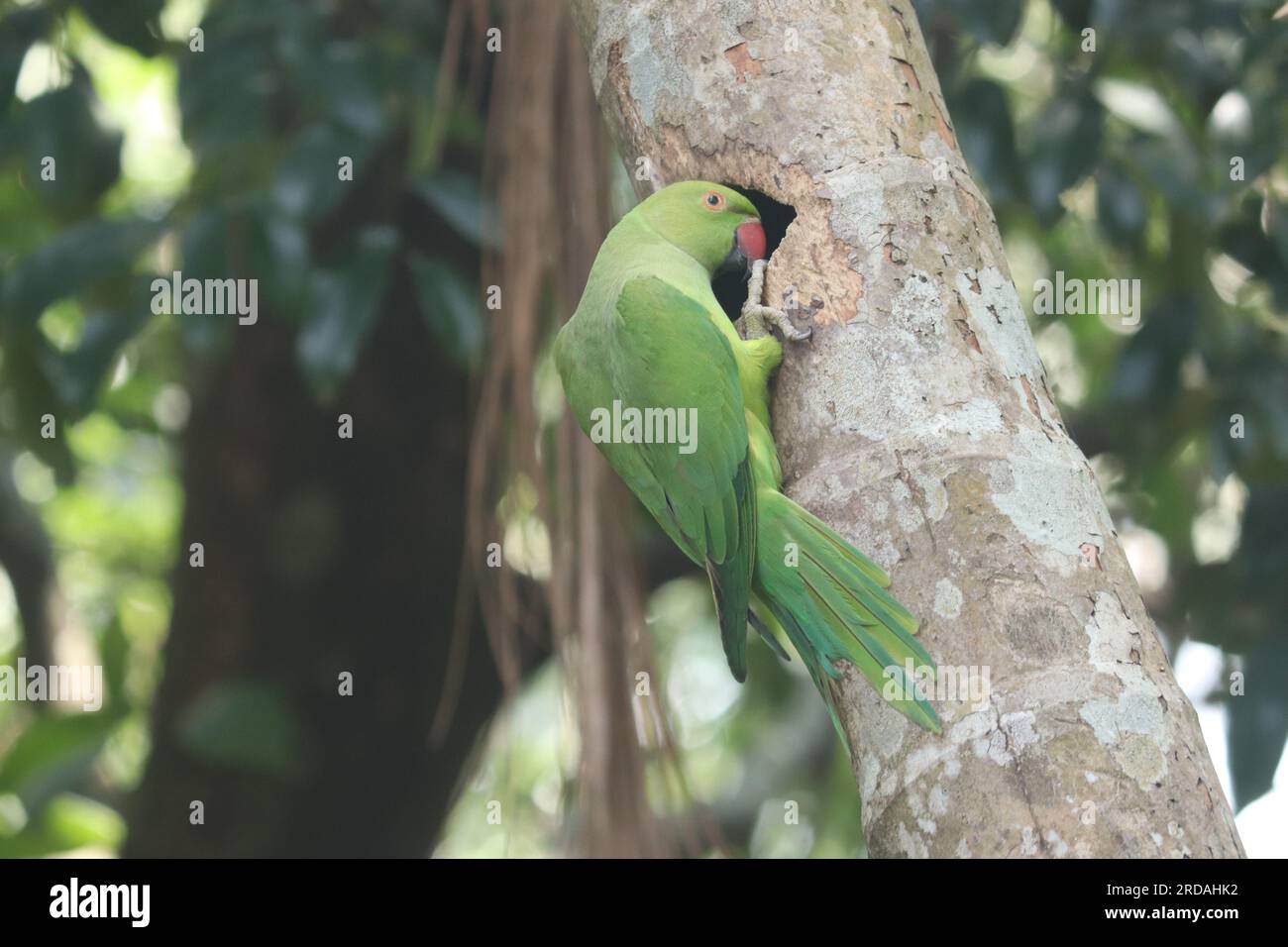 A delightful bond formed over food: the parrot and its offsprings share ...
