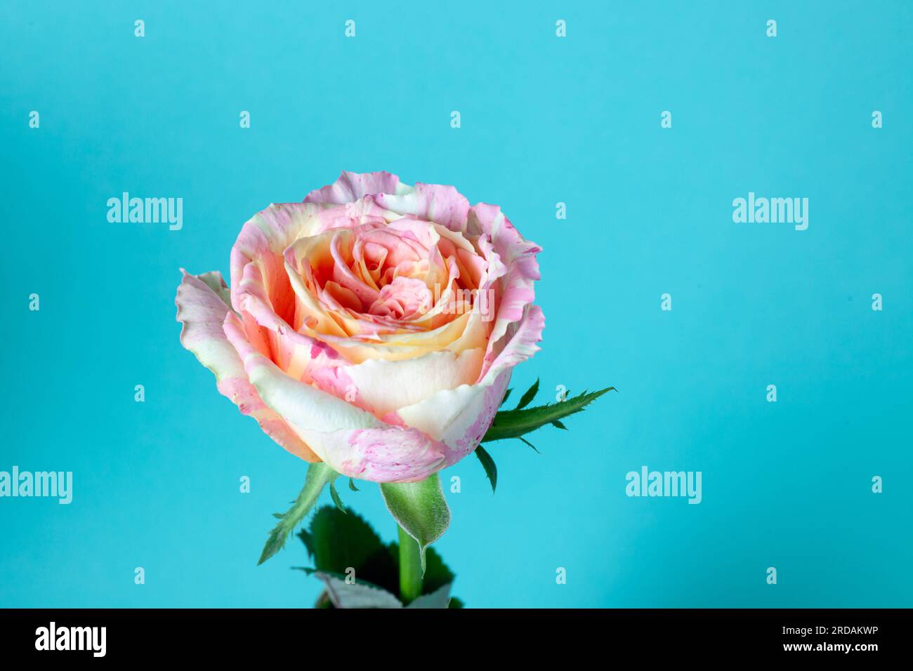Fiesta rose. Marble rose. Background of pink orange and peach rose ...