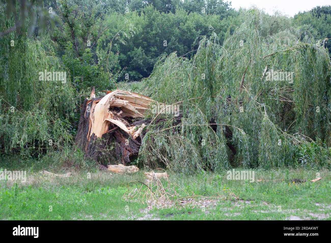 Broken willow hi-res stock photography and images - Alamy