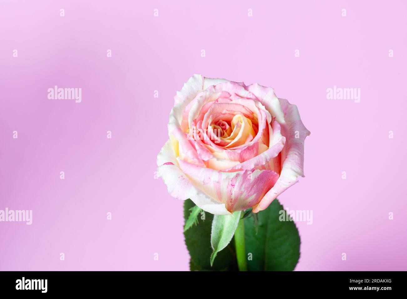 Fiesta rose. Marble rose. Background of pink orange and peach rose ...