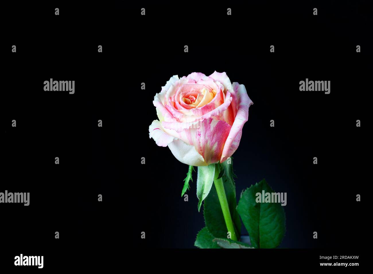 Fiesta rose. Marble rose. rose on black background Stock Photo - Alamy