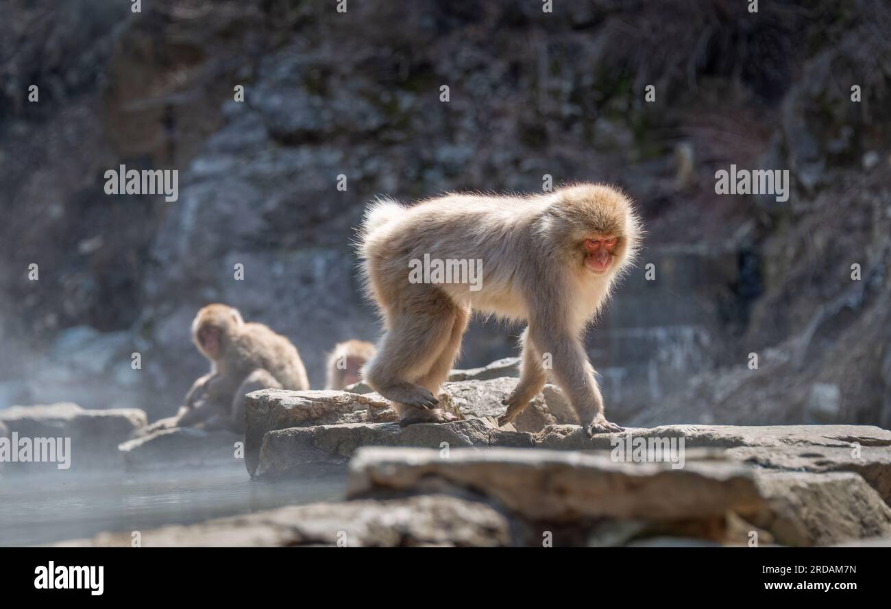 Japanese Macaque monkey walking by the hot spring. Steam drifting ...