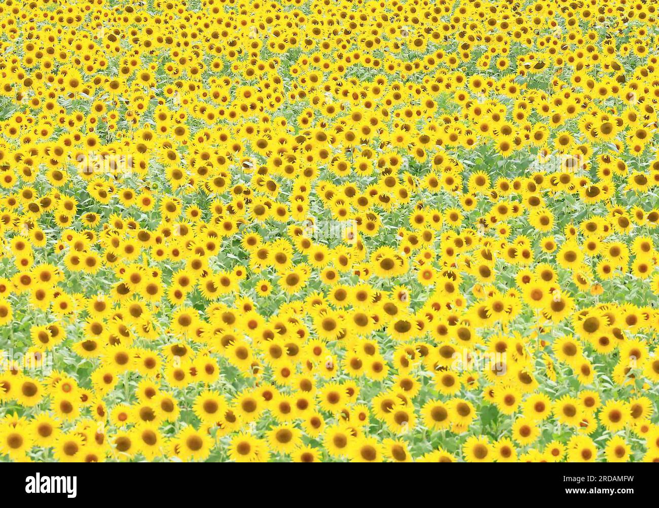 Sunflowers are in full bloom at Himawari-no-oka Koen Park in Ono City, Hyogo Prefecture on July ...