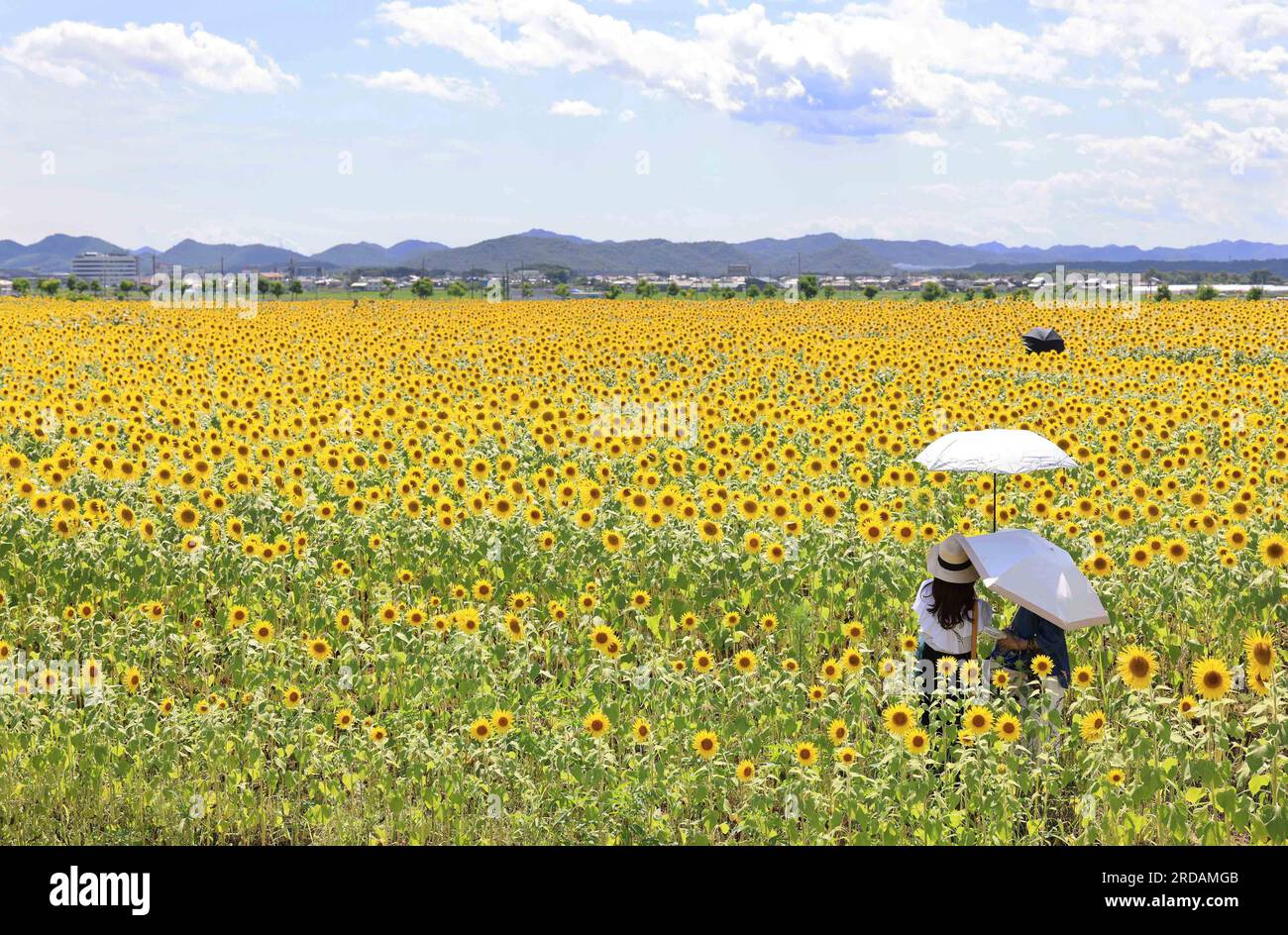 Sunflowers are in full bloom at Himawari-no-oka Koen Park in Ono City, Hyogo Prefecture on July ...