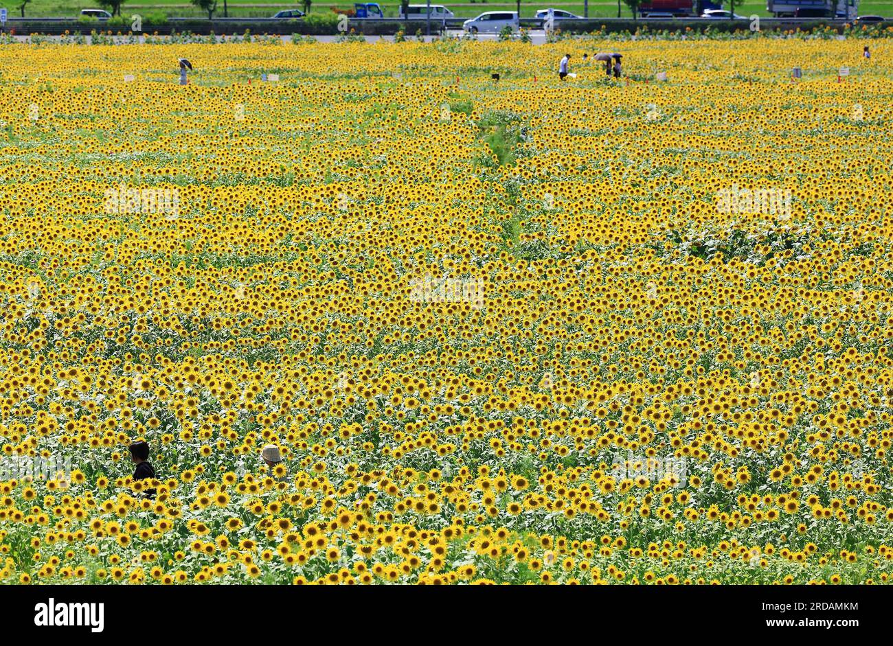 Sunflowers are in full bloom at Himawari-no-oka Koen Park in Ono City ...