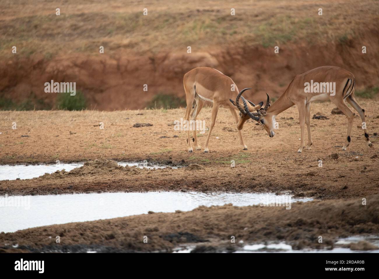 salt lick safari lodge in the taita hills kenya. Beautiful lodge on a ...