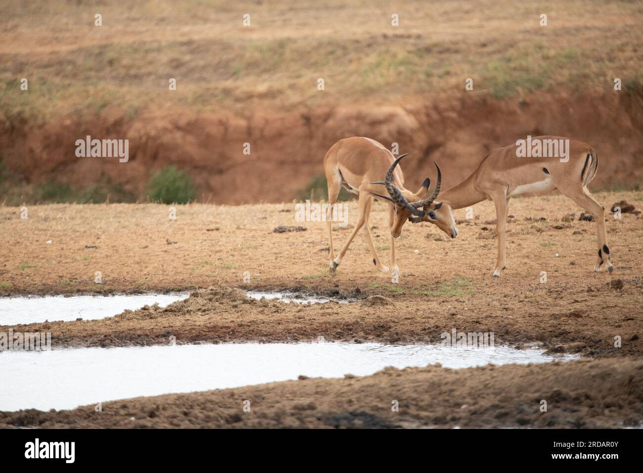 salt lick safari lodge in the taita hills kenya. Beautiful lodge on a ...