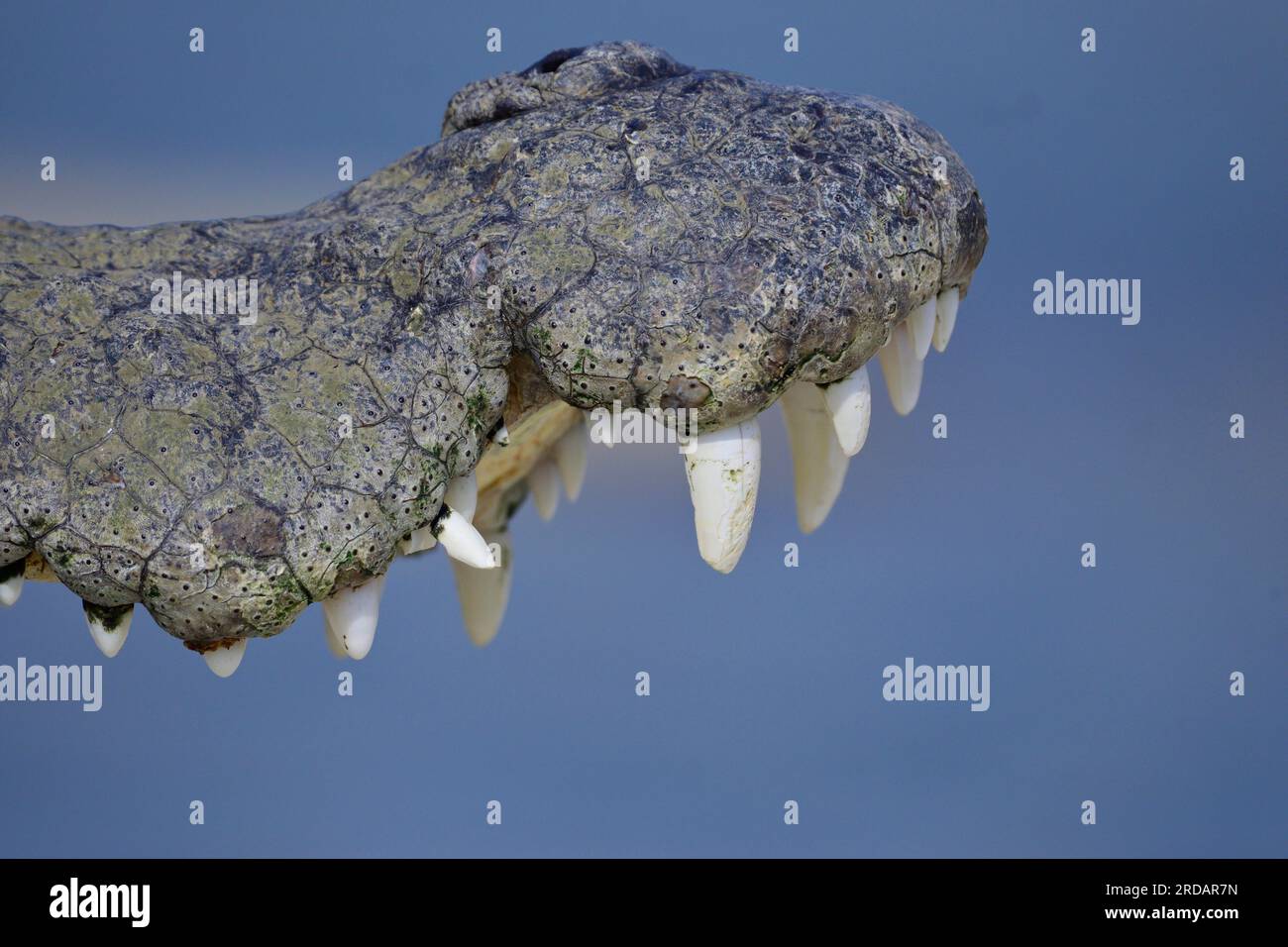 The Invitation to Hell Stock Photo - Alamy