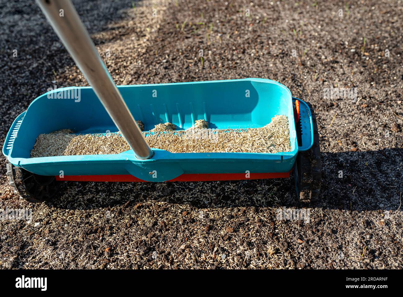 Sowing grass with a wheeled seeder, visible grass grains and black soil ...