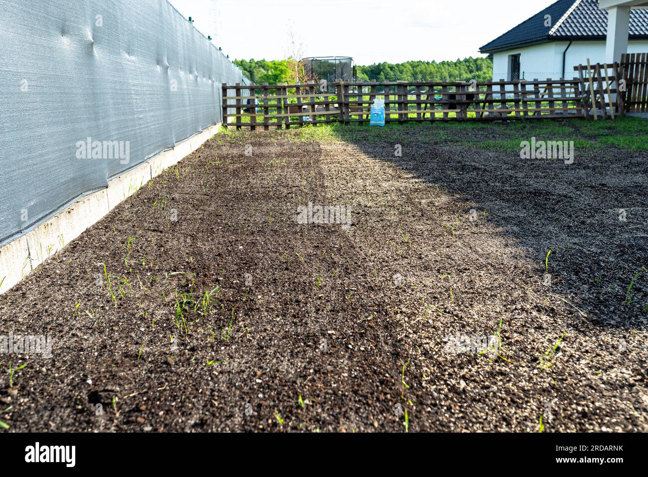 Sowing grass with a wheeled seeder, visible grass grains and black soil ...