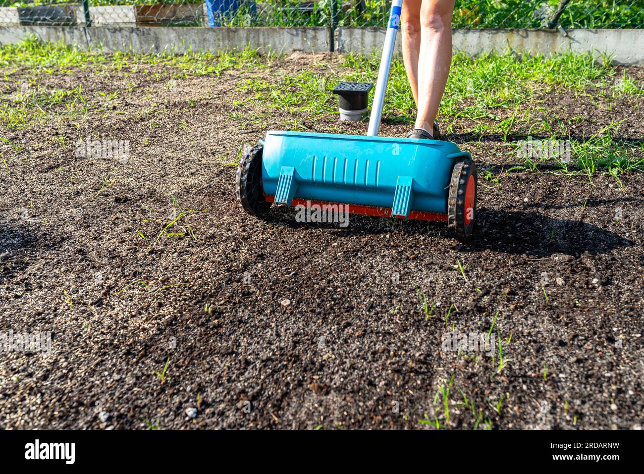 A woman sows grass with a wheel seed drill, visible grains of grass and ...