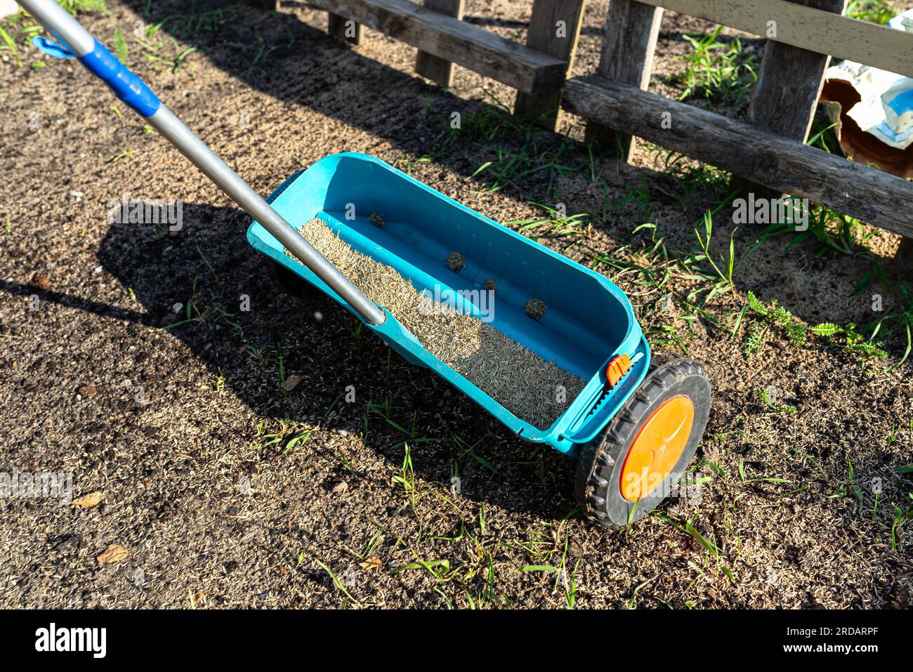 Sowing grass with a wheeled seeder, visible grass grains and black soil ...