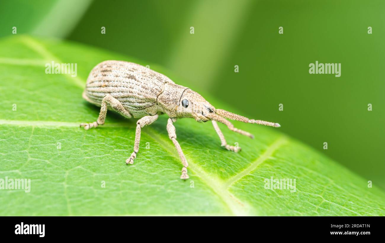 Weevil beetle on a green leaf hi-res stock photography and images - Alamy
