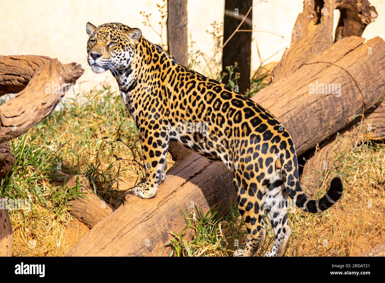 Wild Jaguar (Panthera onca) in portrait and selective focus with depth ...