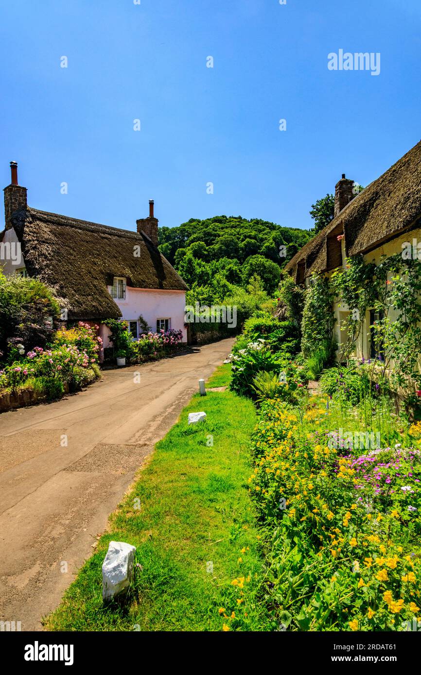A traditional thatched cottage with a colourful garden in Dunster ...