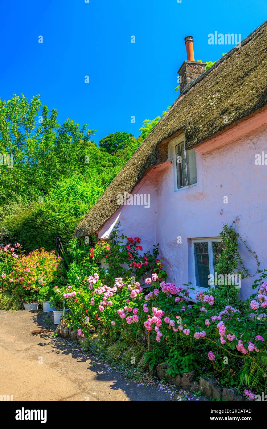 A traditional thatched cottage with a colourful garden in Dunster ...