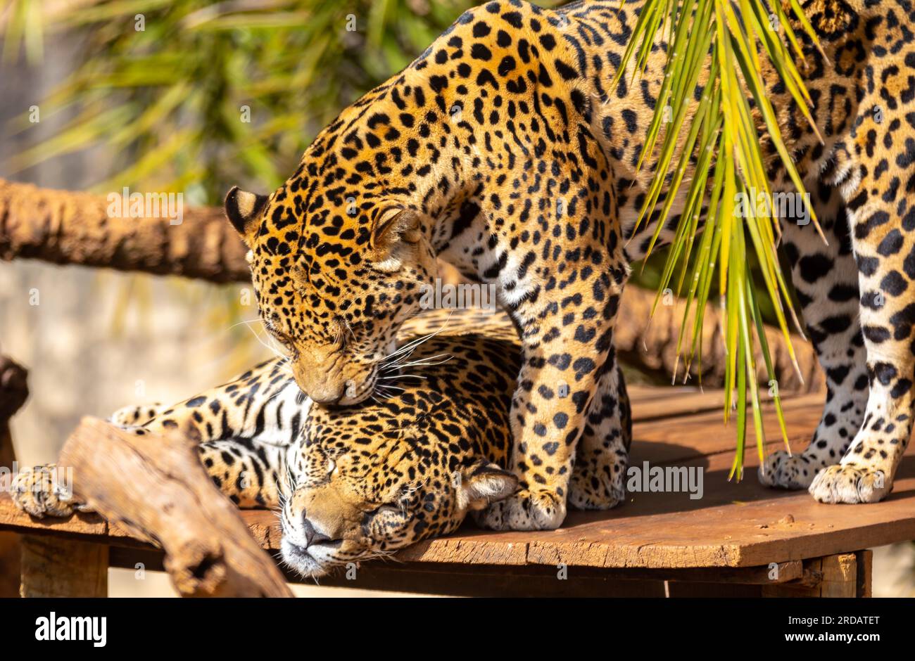 Wild Jaguar (Panthera onca) in portrait and selective focus with depth ...