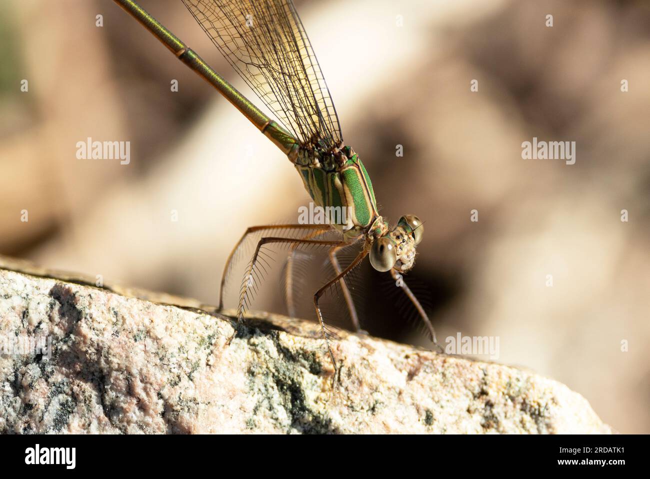 The head and thorax of a male Glittering Demoiselle damselfly. They are ...