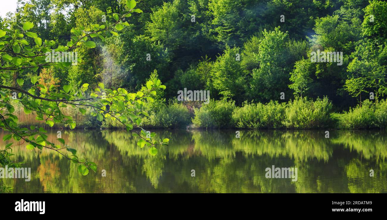pond in beech woods. nature scenery with trees reflecting on the water ...