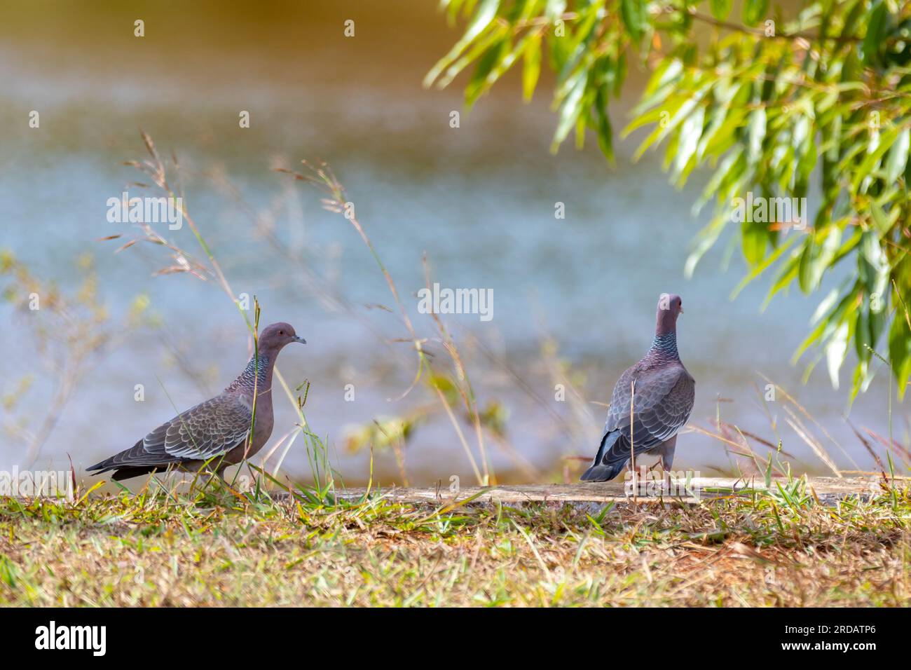 Wild dove known as "pombão" or "asa branca" or "pomba carijó ...