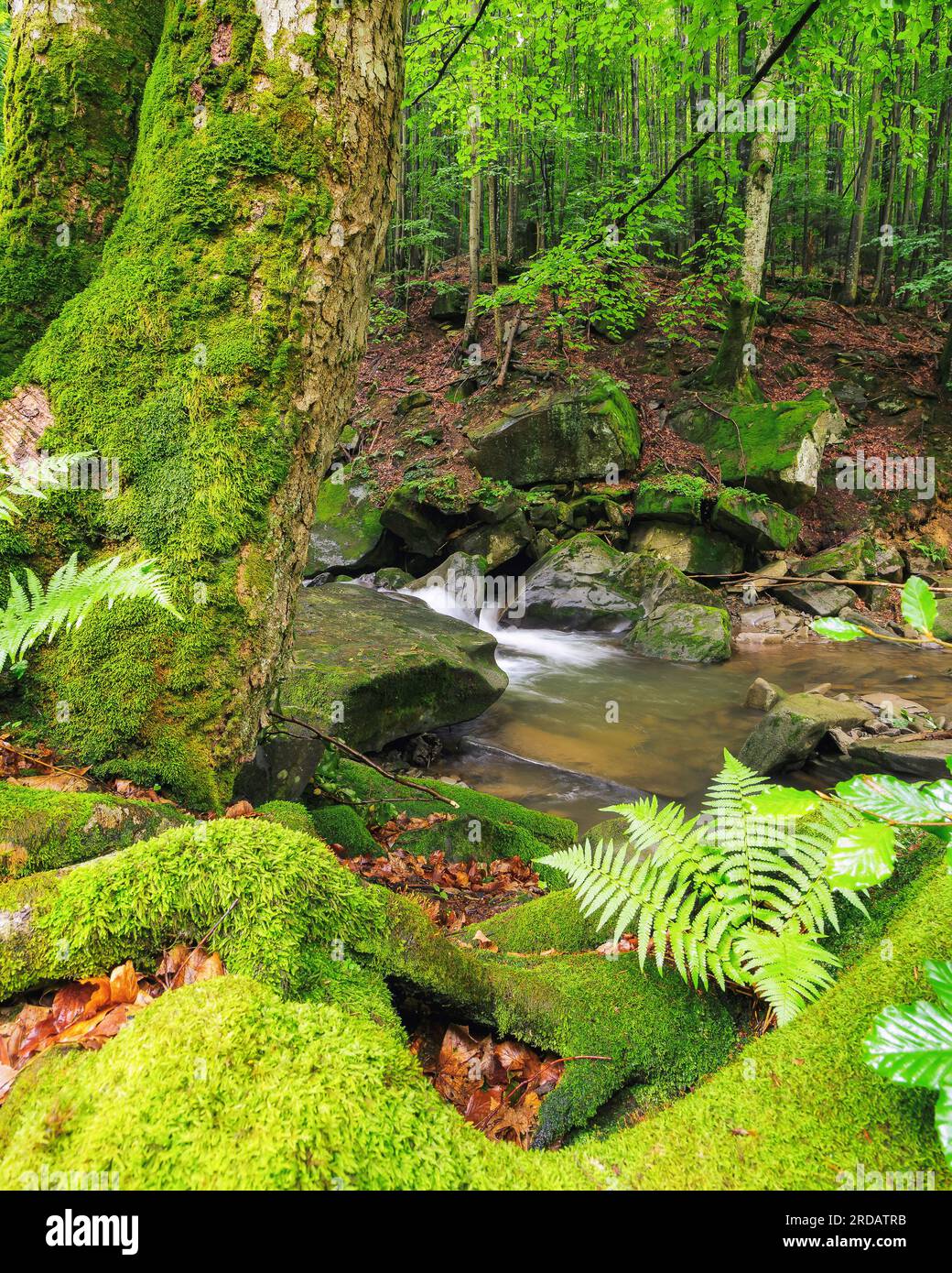 water stream in the forest. calm nature landscape Stock Photo - Alamy