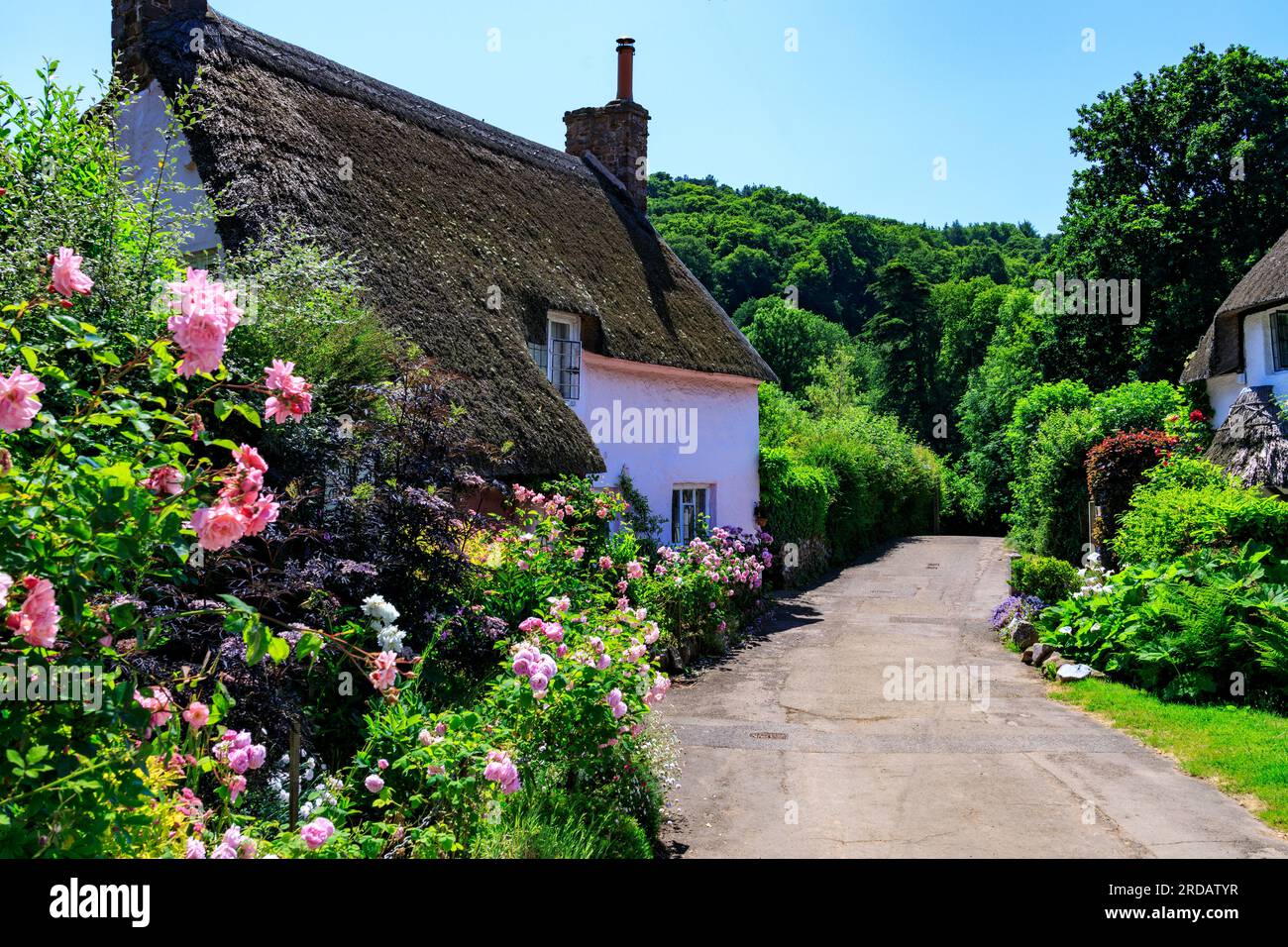 A pair of traditional thatched cottages with colourful gardens in ...