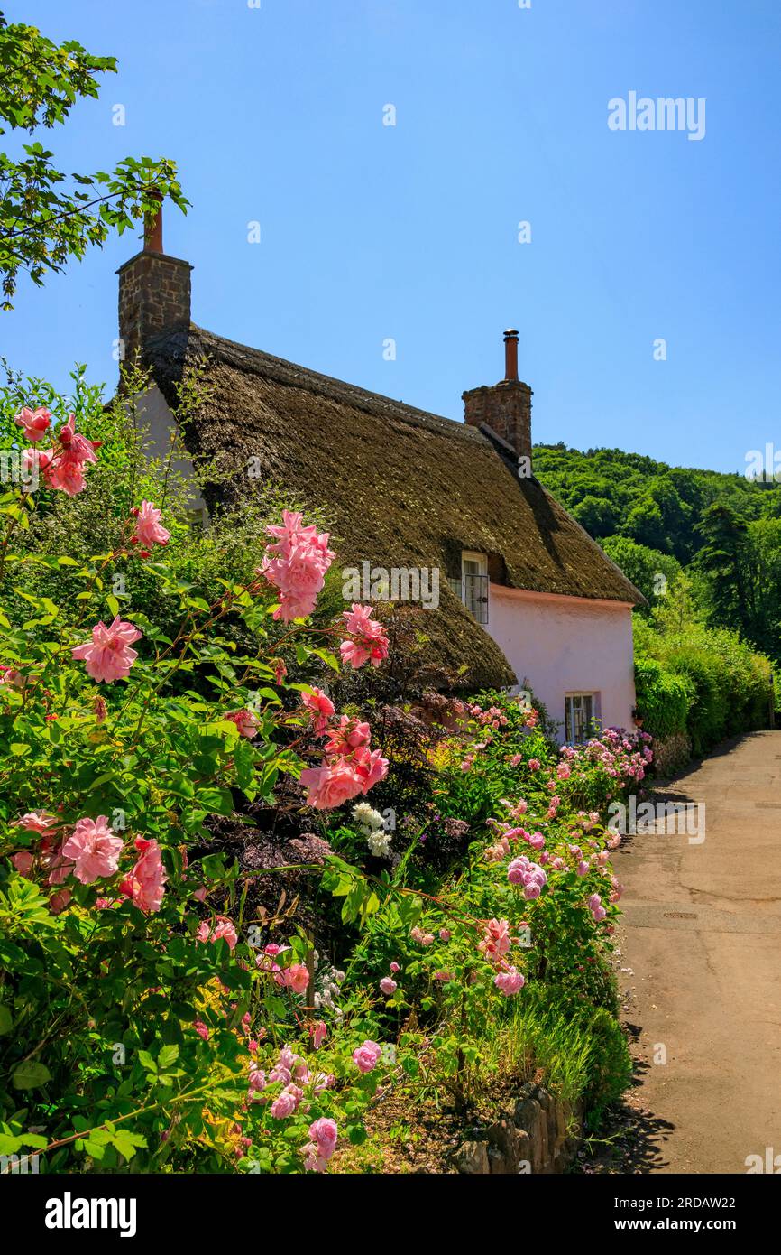 A traditional thatched cottage with a colourful garden in Dunster ...