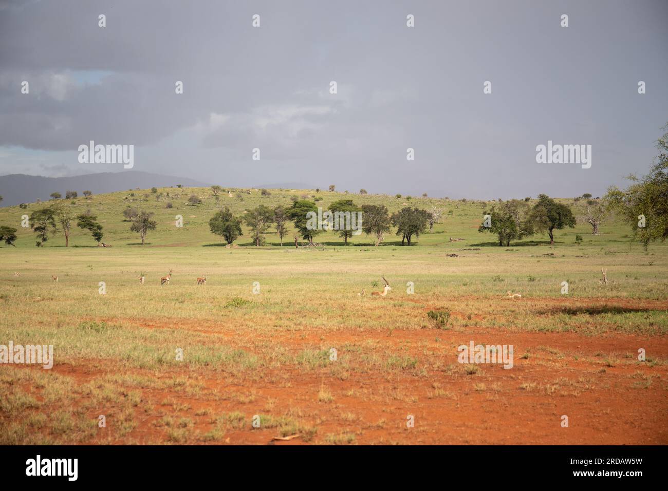 Beautiful landscape in Africa, savanna taken on a safari. beautiful ...