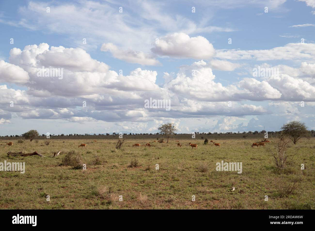 Beautiful landscape in Africa, savanna taken on a safari. beautiful ...