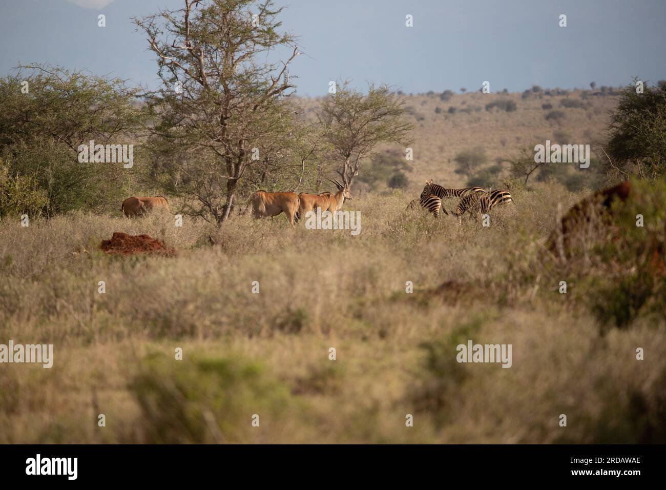 Beautiful sunset landscape in Africa, savanna taken on a safari ...